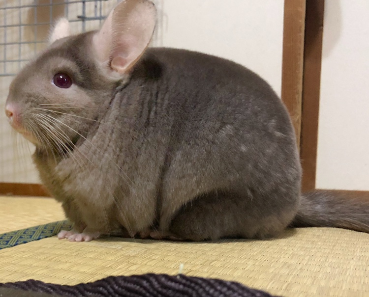 はじめまして | chilla hat works